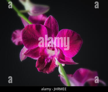 Flowers of Orchid Dendrobium Red Bull flower closeup Stock Photo - Alamy