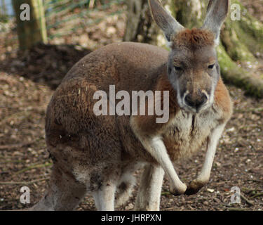 Side view of red adult kangaroo (Macropus rufus) standing on the red ...