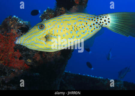 Scribblet leatherjacket filefish (Aluterus scriptus) underwater in the ...