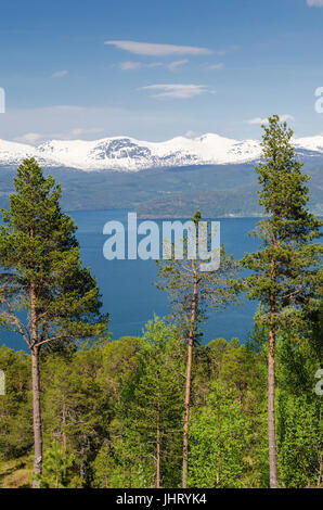 Scandinavia, Norway, Birch tree covered with snow at dawn Stock Photo ...