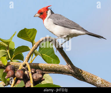 picture of a red-crested cardinal on Oahu, Hawaii Stock Photo - Alamy
