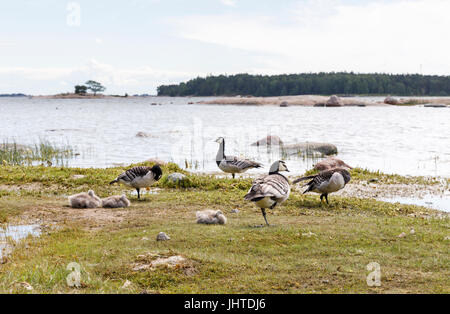 Many barnacle goose birds stand and sit on coast at seashore Stock ...