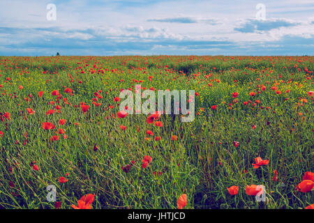 Poppy field at Latvia, 2017 Stock Photo - Alamy