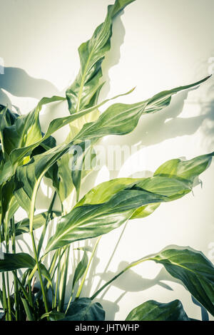 tropical botanical plants, background with leaves of coconut and banana ...