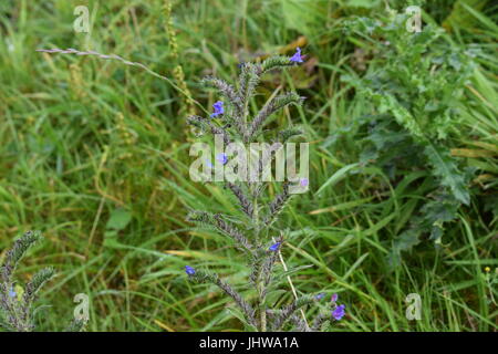 Field Bugloss, Anchusa avensis Stock Photo - Alamy