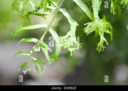 fern ,Microsorum punctatum or Mermaid's Tail fern Stock Photo - Alamy