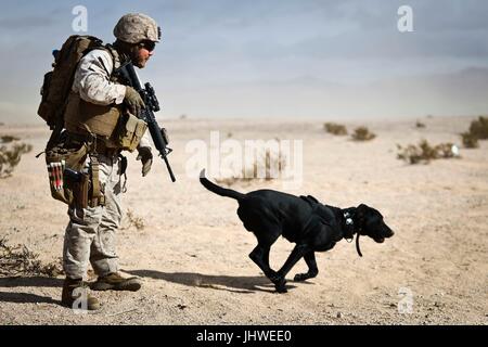 A U.S. Marine Corps canine with Marine Corps Forces Special Operations ...