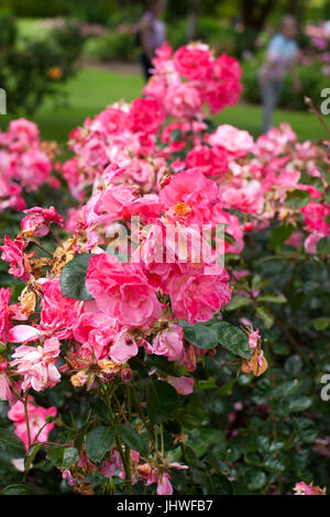 Large lush display of rose bushes in the park in late spring, st annes ...