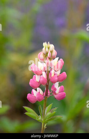 Lupinus Lupin flowers "The Chatelaine Stock Photo - Alamy