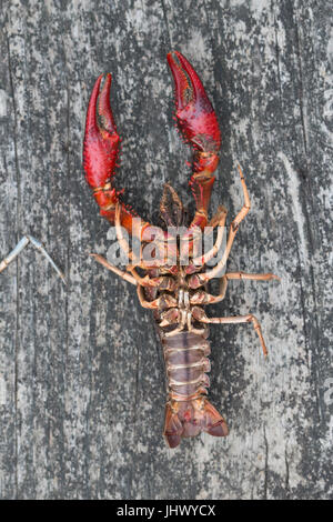 red Dead crawdad Stock Photo - Alamy