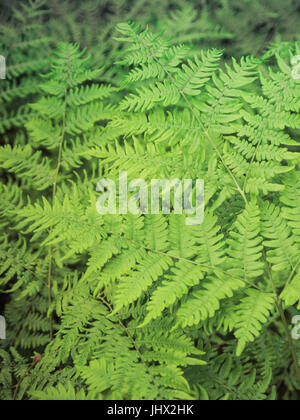 Bracken Fern Tip (pteridium aquilinum) with blurred background Stock ...