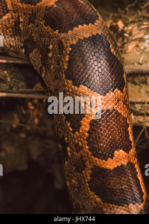 Indian Rock Python or Indian Python, (Python molurus), Keoladeo Ghana ...