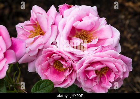 Hybrid Tea pink semi-double climbing rose 'Lady Waterlow' flowering in ...