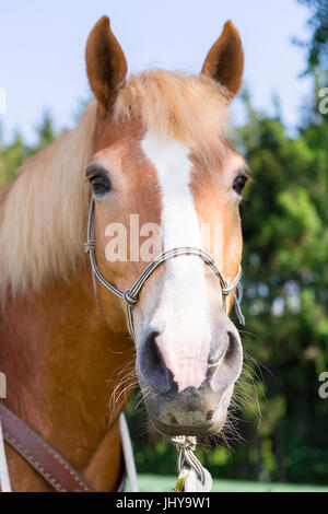 Haflo Arab mare, Haflinger Arab - Arabian-Haflinger mare, Haflo-Araber ...