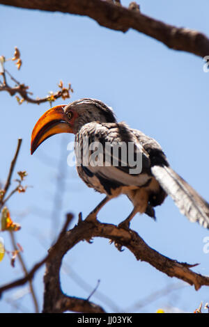 blue tree namibia branch beak beaks firmament sky yellow toko ...