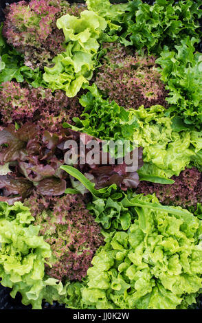 Lactuca sativa green and red plants Stock Photo - Alamy