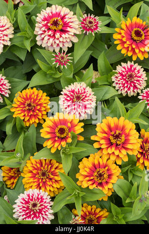 Zinnia hybrida. Zinnia elegans 'Swizzle mixed' flowers Stock Photo - Alamy