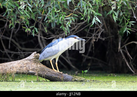 Black-crowned Night Heron in flight at a park in Ho Chi Minh City ...