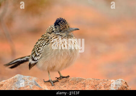 Greater roadrunner (Geococcyx californianus), hunting in winter ...