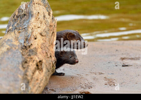 American Mink mother guarding her babies. Note: These are captive ...