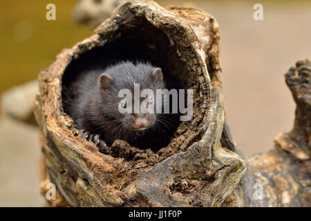 American Mink mother guarding her babies. Note: These are captive ...