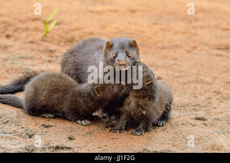 American Mink mother guarding her babies. Note: These are captive ...