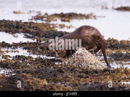 European Otter (Lutra lutra) jumping from bank into water. Controlled ...