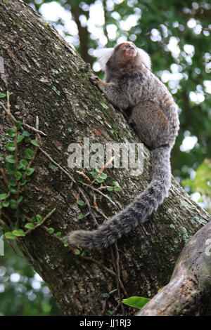 Monkey, Animal, São Conrado, Rio de Janeiro, Brazil Stock Photo - Alamy