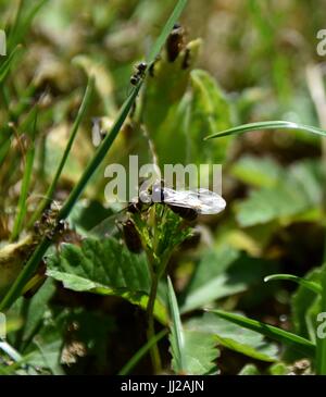 flying ant day, flying ants, flying formicidae Stock Photo - Alamy