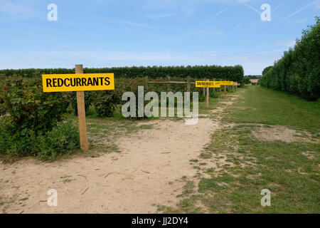 Signs showing where to pick fruit on a Pick Your Own farm in West ...