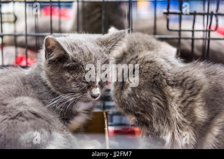 Two young striped kittens cuddling together on a wooden floor, looking ...
