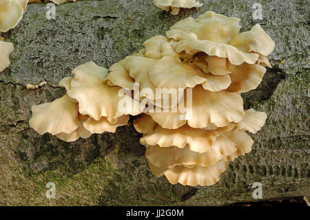 Pale Oyster, Netherlands (Pleurotus pulmonarius), Summer Oyster Stock ...