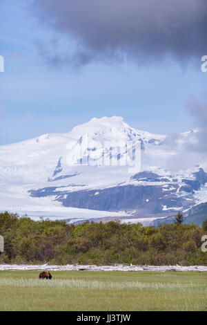 Grizzly, Brown Bear, Hallo Bay, Katmai Nationalpark, Alaska, USA Stock ...