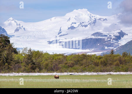 Grizzly, Brown Bear, Hallo Bay, Katmai Nationalpark, Alaska, USA Stock ...