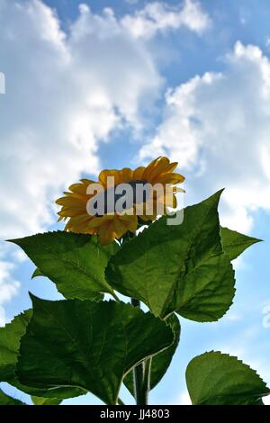 Sunflower from below with sun Stock Photo - Alamy