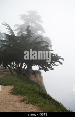 Tree Lined walkway in the foggy city at night Stock Photo - Alamy