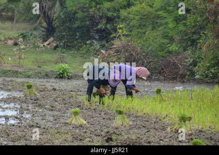 The rice planters working on the field Stock Photo - Alamy
