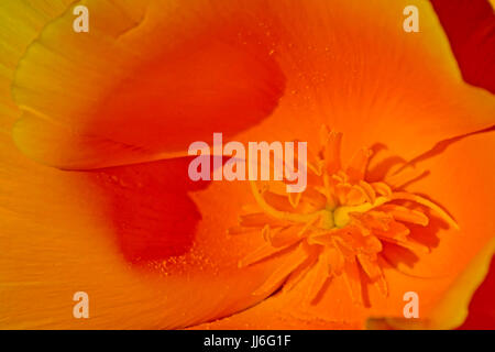 California poppy, Santa Rosa Plateau Ecological Preserve, California ...