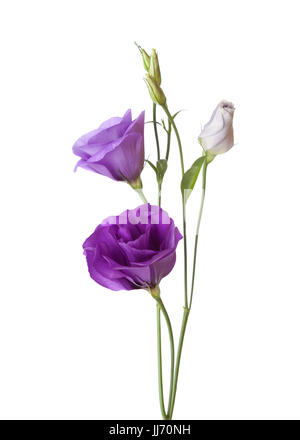 purple eustoma on white background Stock Photo - Alamy