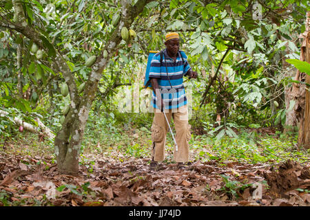 A cocoa farmer spraying his cocoa trees to help keep harmful parasites ...