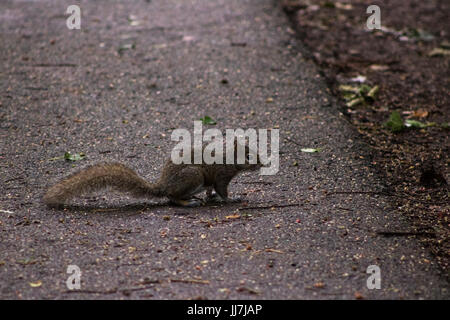 Squirrel on the trail Stock Photo - Alamy