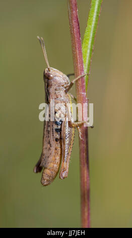 rufous grasshopper (Gomphocerus rufus, Gomphocerippus rufus), portrait ...
