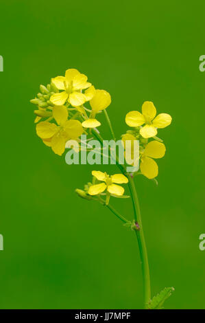 Charlock, Field mustard, Corn mustard (Sinapis arvensis), fruit ...