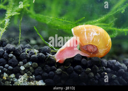 Portrait of Red Apple Snail Stock Photo - Alamy