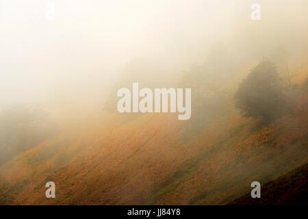 Fog and trees in Aspe Valley, Pyrenees National Park, Pyrenees, France ...