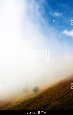 Fog and trees in Aspe Valley, Pyrenees National Park, Pyrenees, France ...