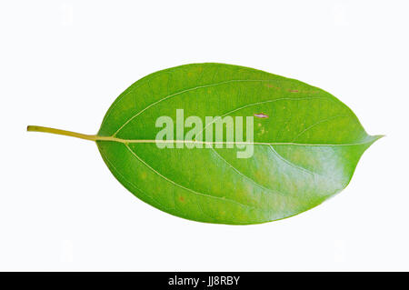 Camphor Tree, leaf / (Cinnamomum camphora) / Camphor Laurel ...
