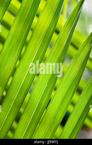 Close up brightly lit palm tree leaves on branch, high angle view Stock ...