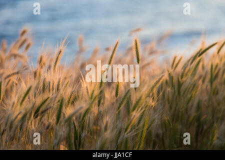 A view of coast along Clover Point park in Victoria, BC, Canada Stock ...