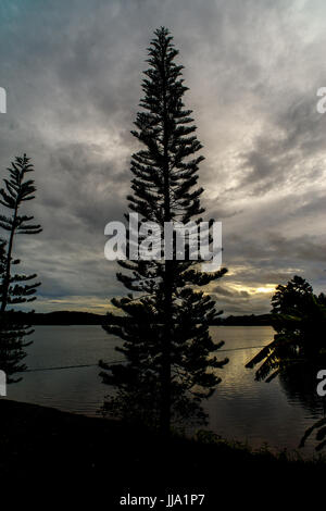 An oak near a lake, Philippines Stock Photo - Alamy